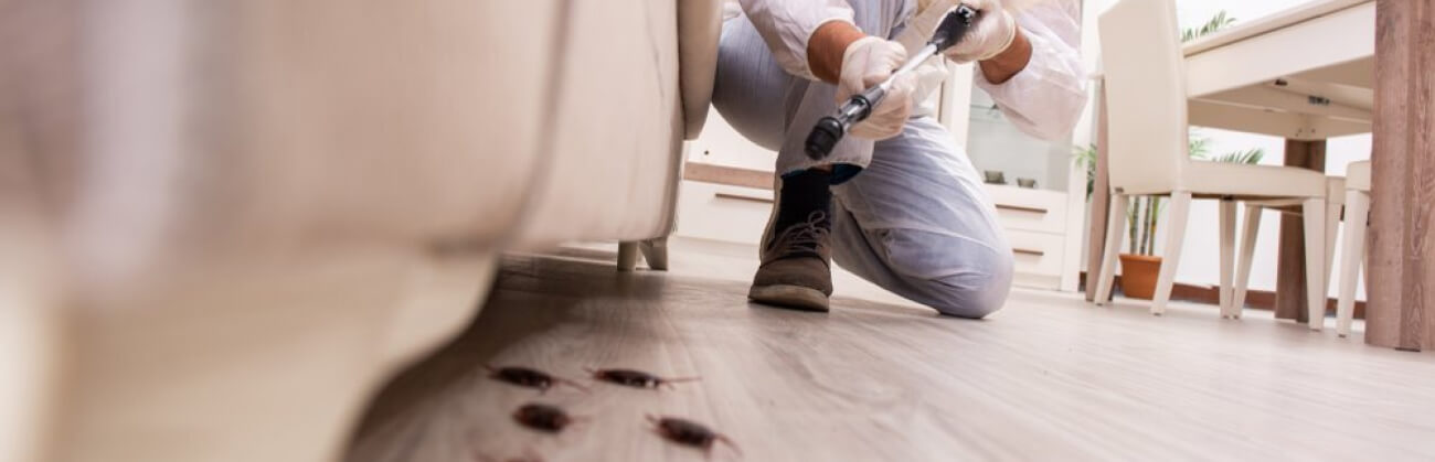 Pest Control Dallas | The Best DFW Exterminator: Smith Thompson
